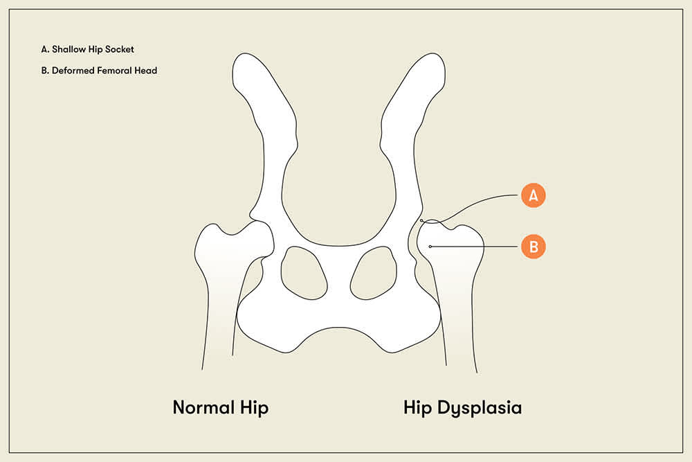 Hip Dysplasia in Medium & Large Dogs: Understanding Joint Structure ...