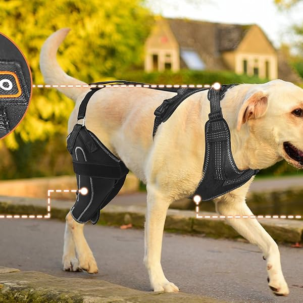 Will a Dog Knee Brace Help a Torn ACL? Expert Guide – LISPOO