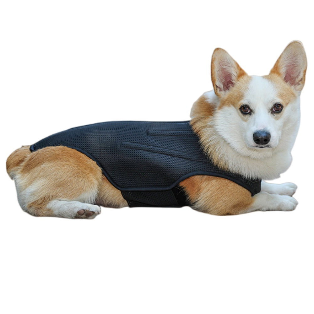 Lispoo Hinged Canine Back Brace For Dog– LISPOO